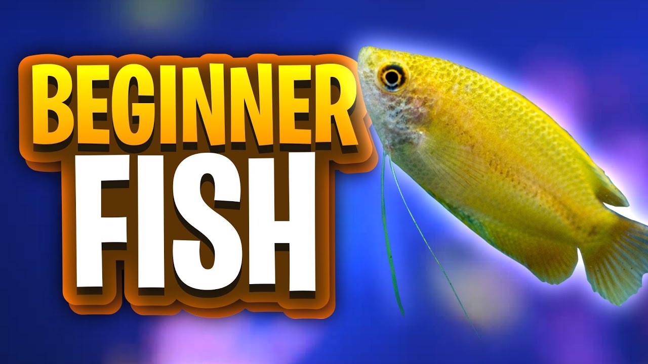 From Bettas to Guppies: My Honest Take on 'Easy Beginner Fish' for Your ...
