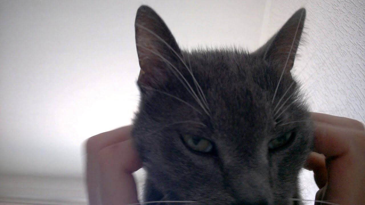 #3-Cat face massage - YouTube