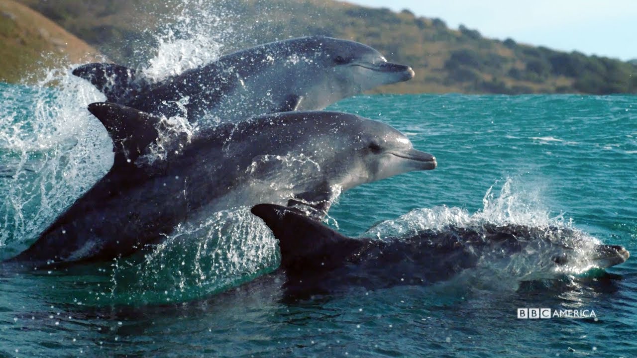 WILD SUMMER | Starts Saturday, June 29 | BBC America - YouTube