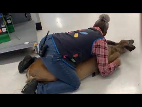 Walmart Employee Wrangles Deer Loose in the Store