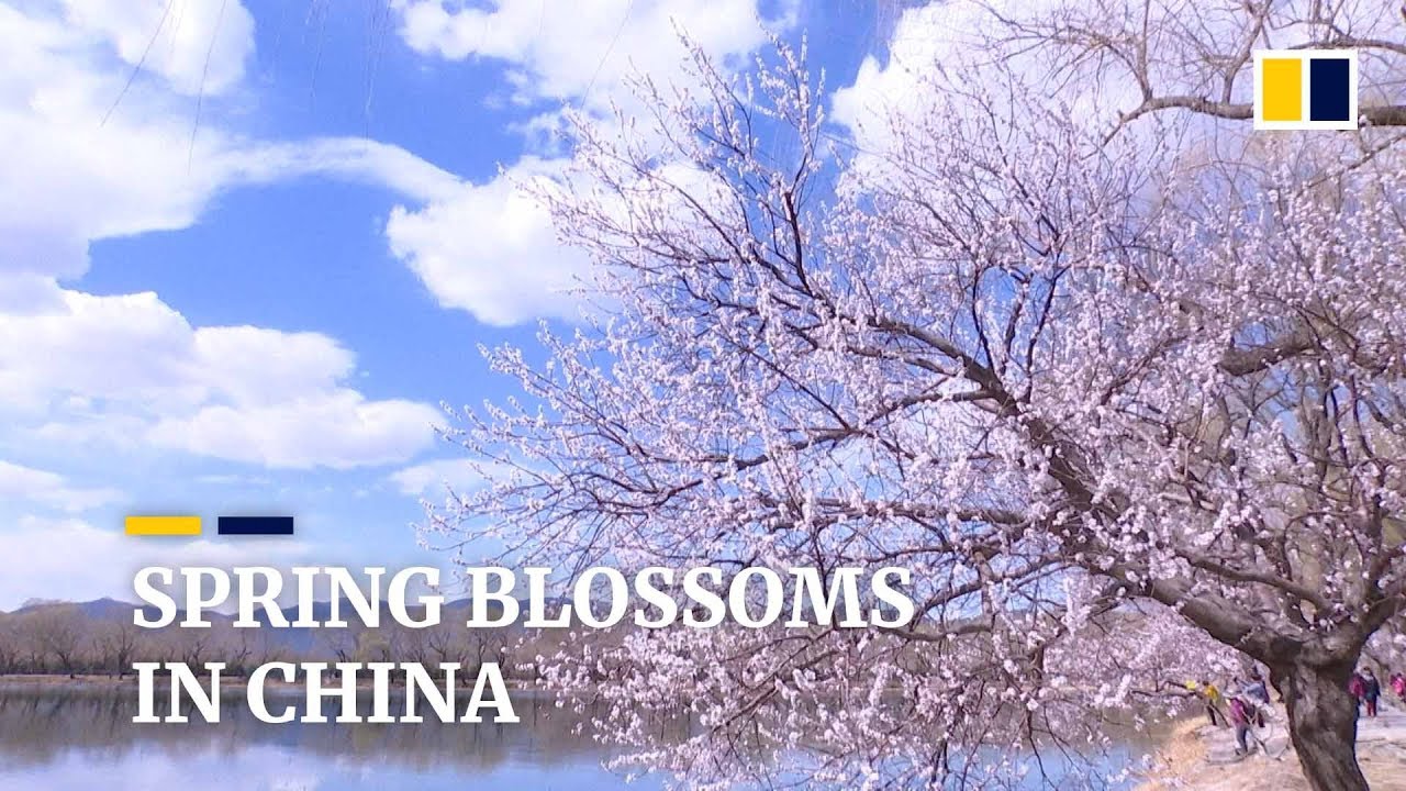 Spring blossoms bloom in Beijing, China - YouTube