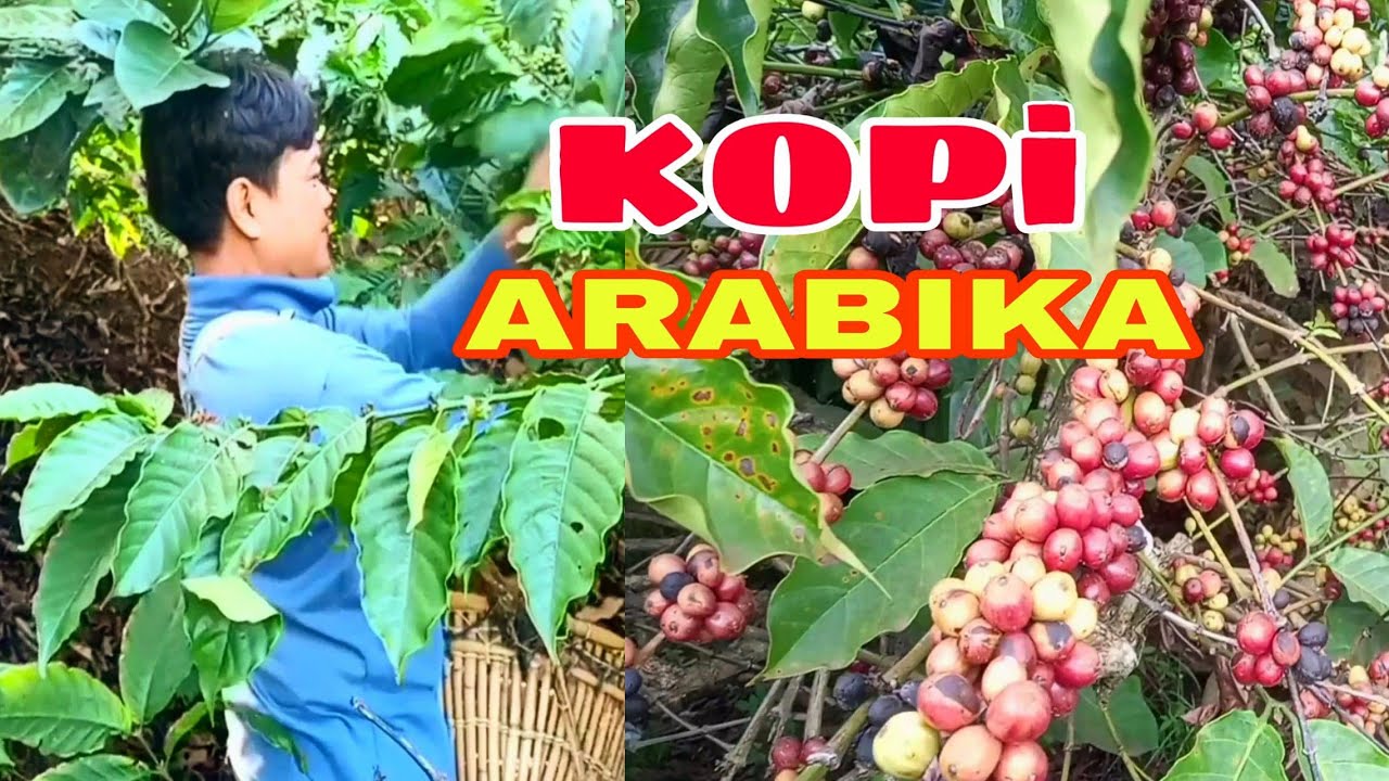 PERKEBUNAN KOPI ARABIKA DI INDONESIA - YouTube
