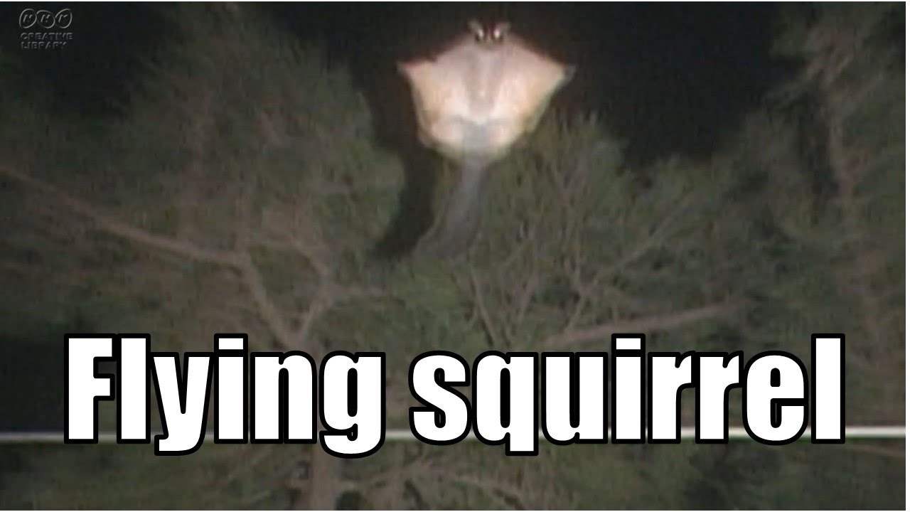 Flying squirrel at night (Full) - YouTube