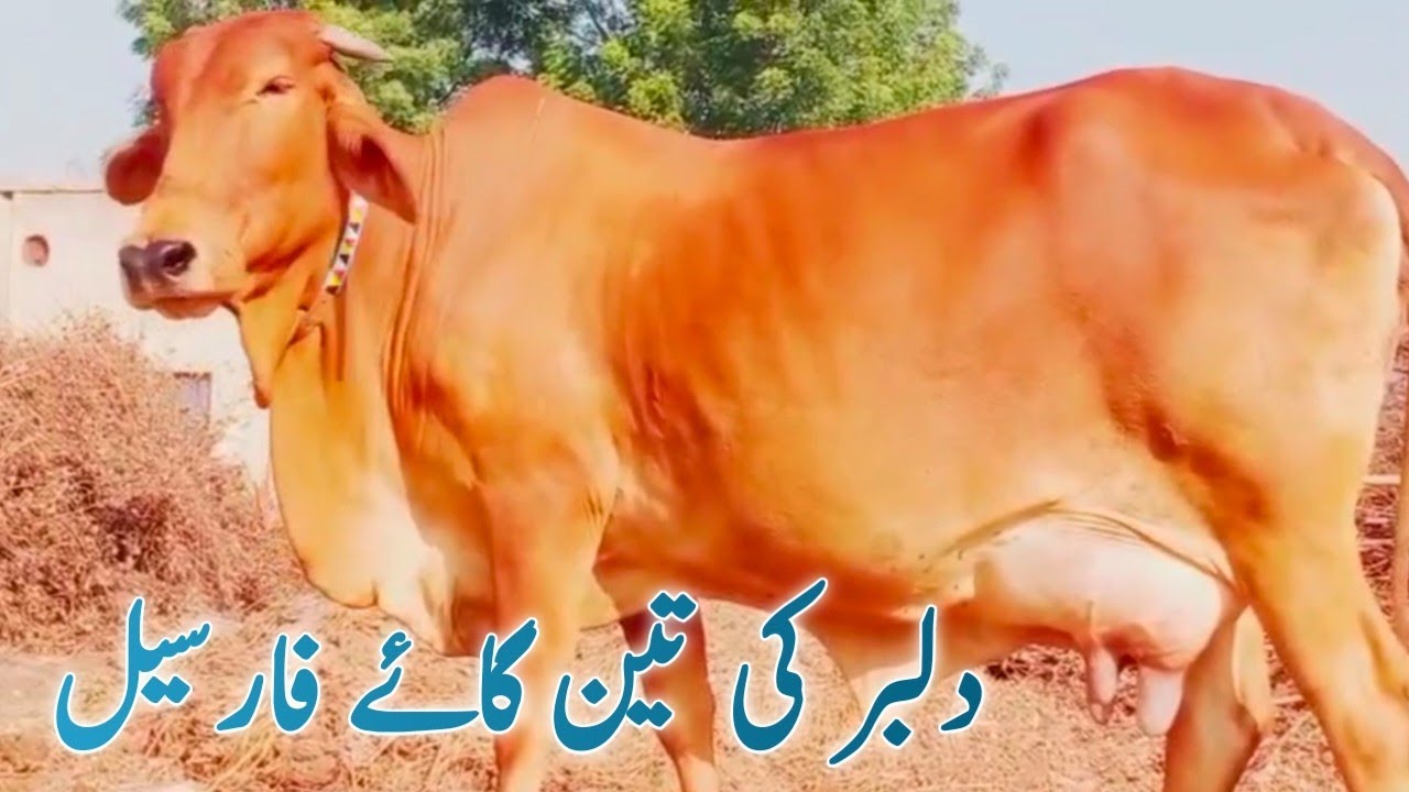 3 Sahiwal First class Cows for Sale in pakistan - YouTube