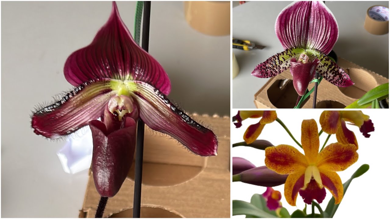 Orquídea Sapatinho, Aclandiae, Aloha Case e Chocotone Gold - YouTube