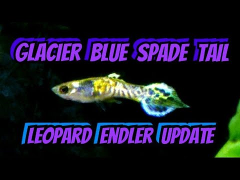 Guppy Types (Species, Tail Shapes, Colors, and Patterns!) - Aqua Goodness