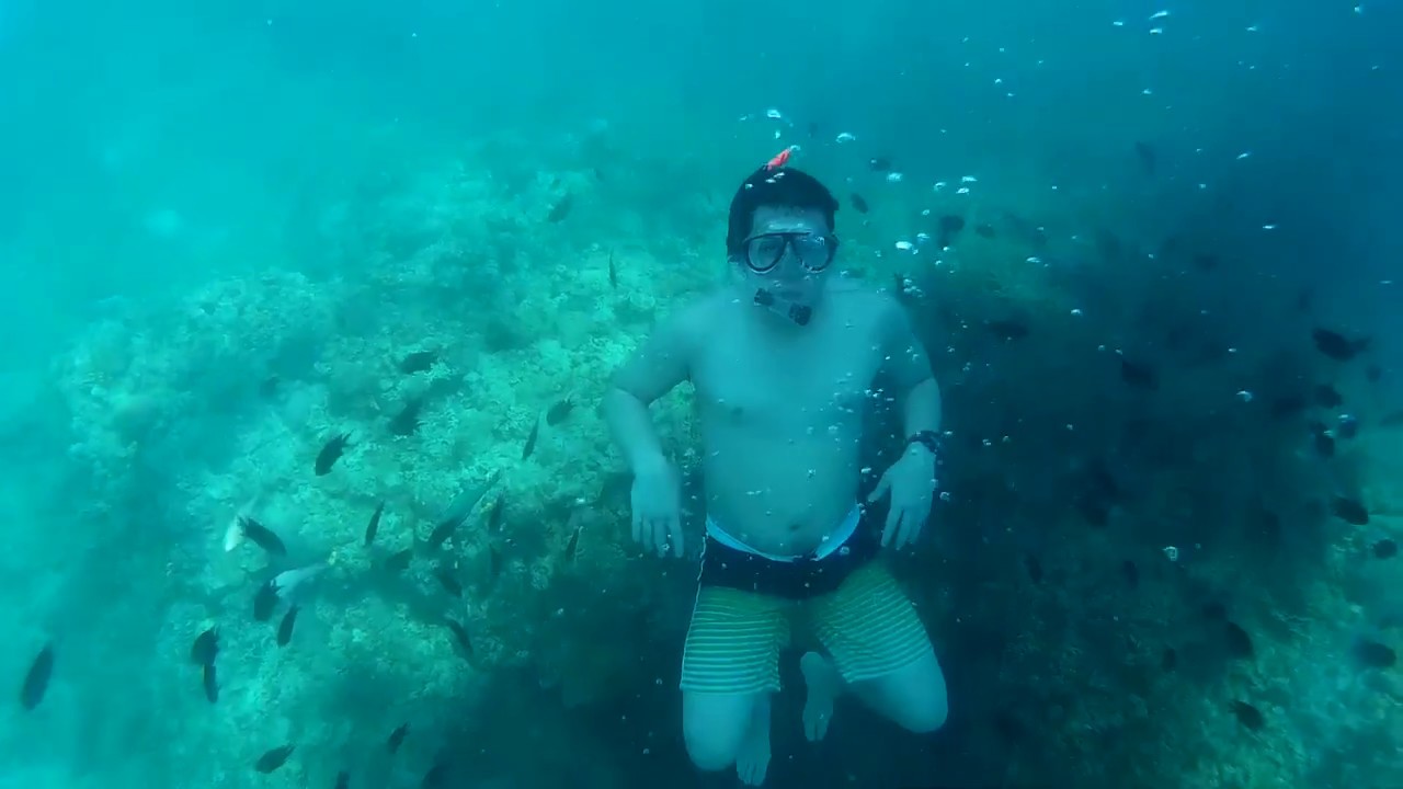 Fish Sanctuary at Anilao Batangas - YouTube