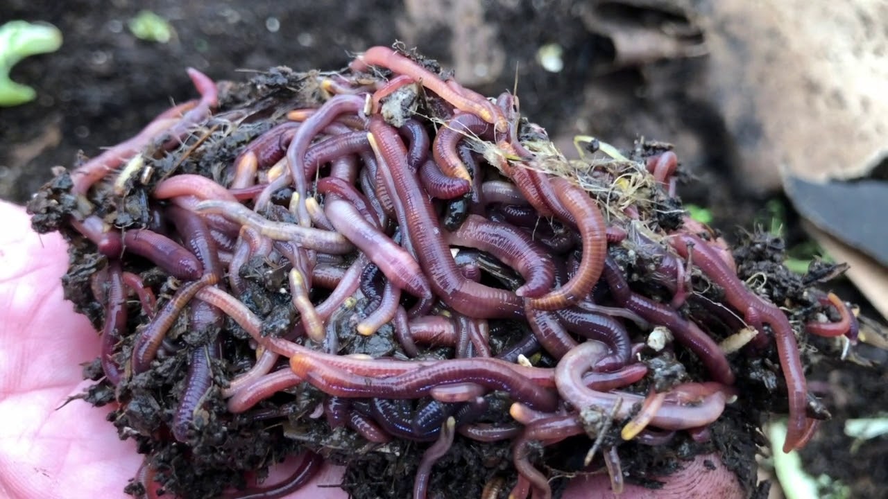 Compost Critters: Who's in Your Bin? - YouTube