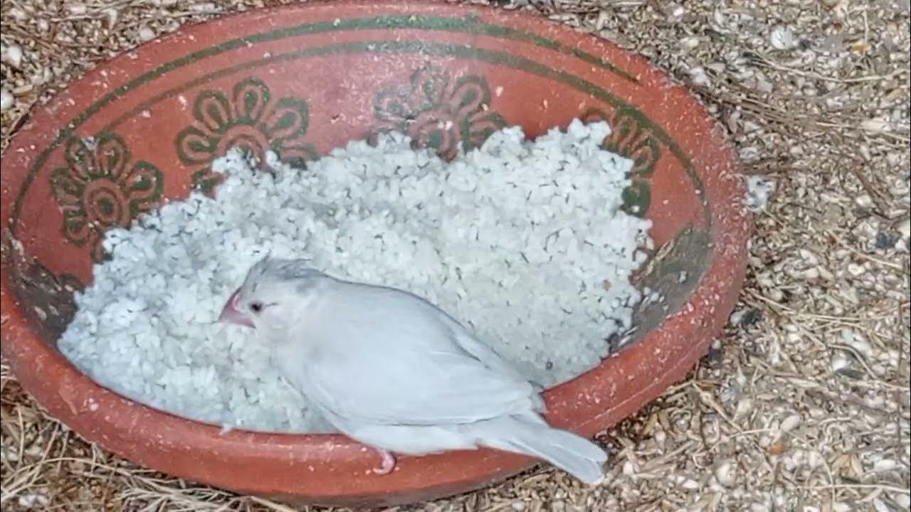 Silver Java Baby Eating Soft Food 2024 I silver Java l White java l Gray Java l Fawn Java - YouTube