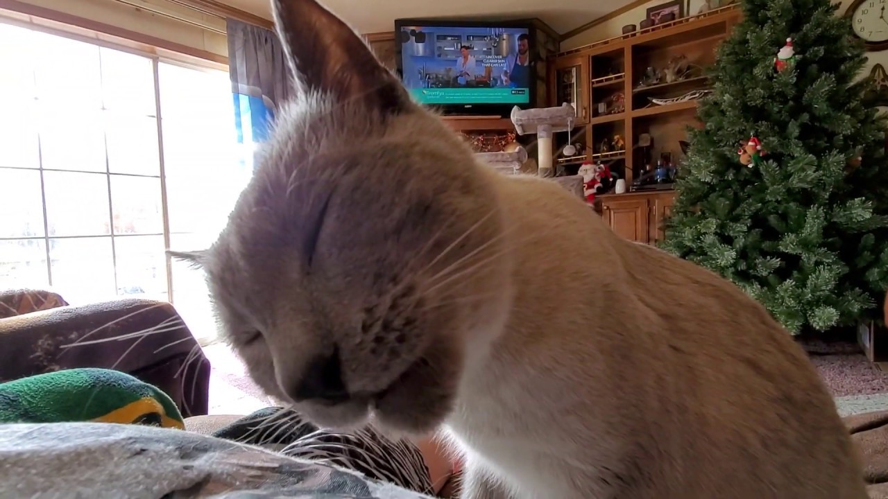 Sassy cat strange habit ( Sassafras ) She does it a lot not just when ...