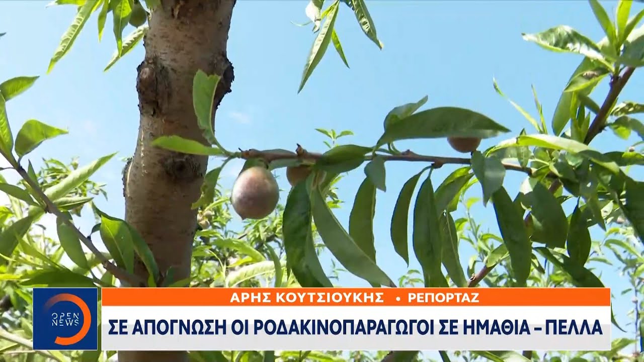 Σε απόγνωση οι ροδακινοπαραγωγοί σε Ημαθία – Πέλλα | Ethnos - YouTube