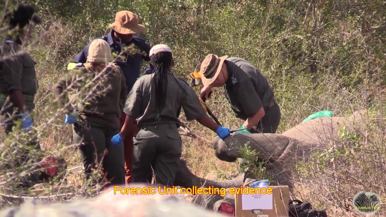 World Rhino Day 2018 - Rhino Poacher Caught In Kruger Park - YouTube