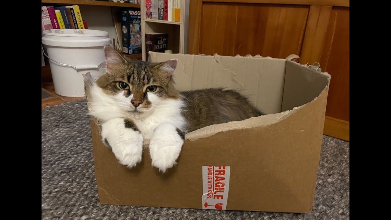 Responsible Cat Ownership - Attention from the Vet - YouTube