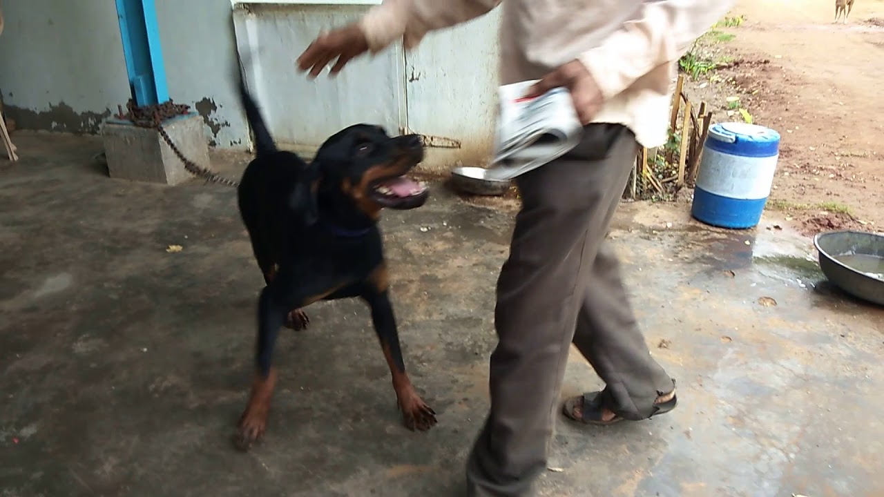 Full Aggressive Rottweiler - YouTube
