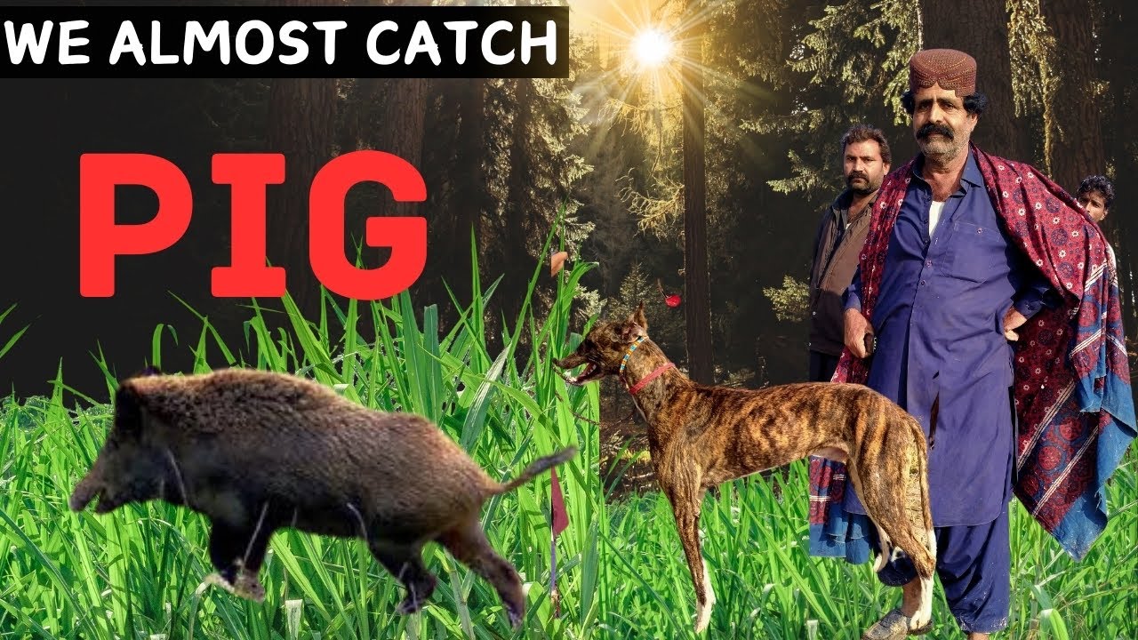 How To Catch PIG || PIG Catching Vlog Ahmadpur || Ayan Arain Vlogs ...