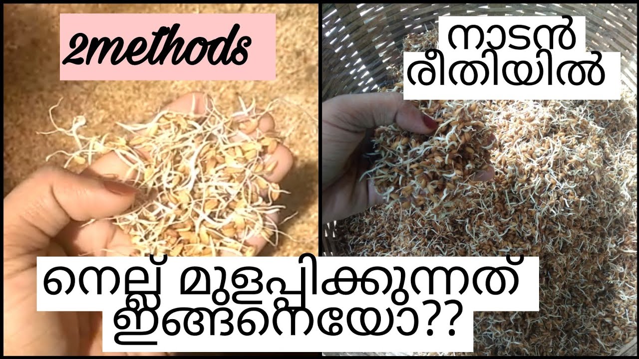 How to Grow Paddy Seeds at Home//നെൽ കൃഷി //#നെല്ല് മുളപ്പിക്കുന്ന ...