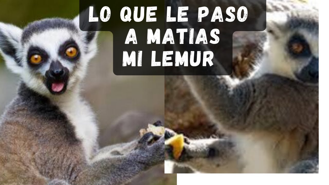 El oscuro secreto de lo que sucedió con Matías, mi lémur mascota # ...