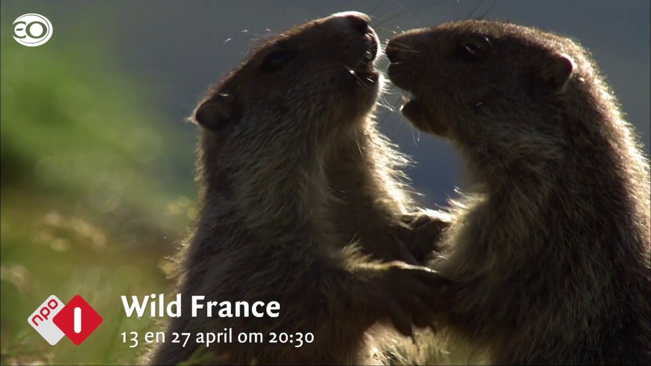 Wild France - 13 & 27 April | NPO 1 - YouTube