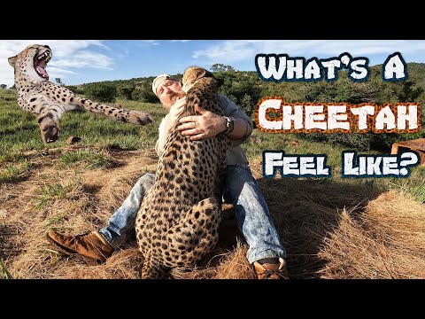 What's A Cheetah Feel Like? Back Head Chest Tail Ear Legs Paw Claw | Scruffing A BIG & Small Cat 4K