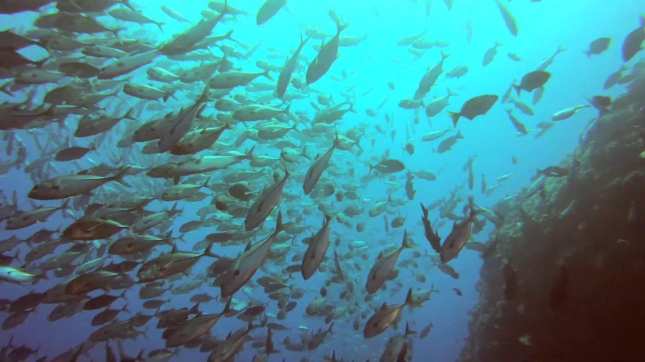 Blue Corner - Palau - YouTube