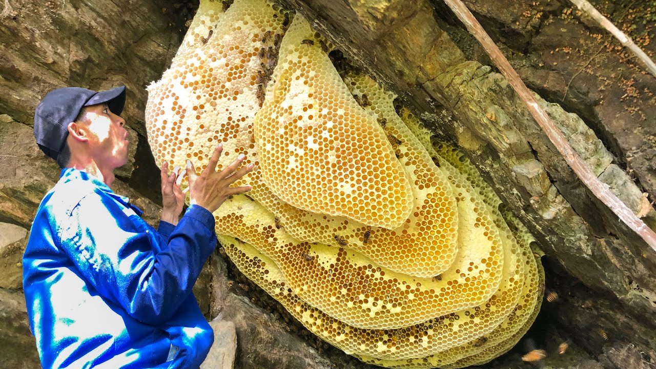 Harvesting Wild Honey, Forest Beehives Lots of Honey arranged in Rows ...