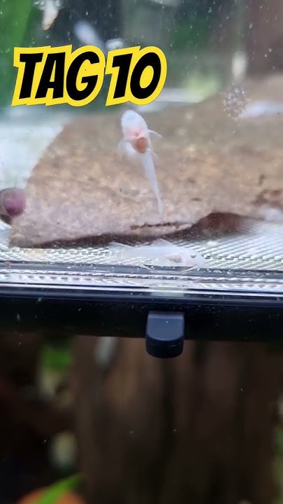 L144 Tag 10 #l144 #entwicklung #beobachten #fütterung #neuesProjekt #l-welse - YouTube