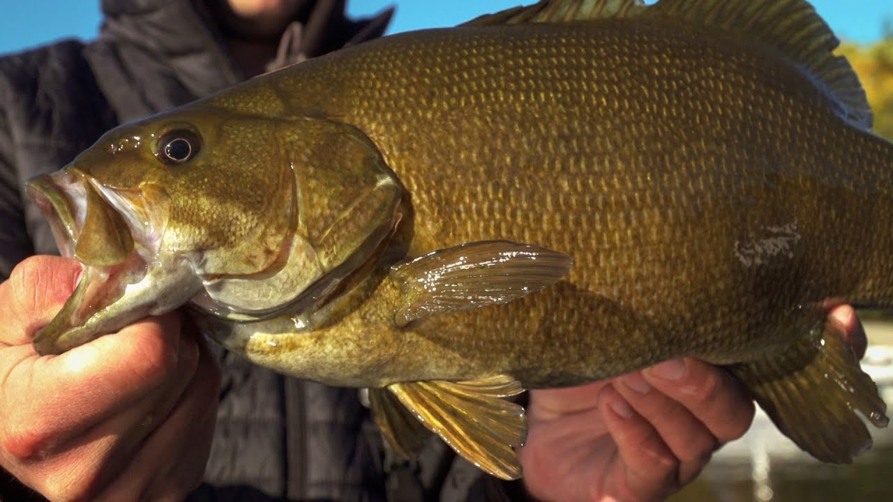 Capsule Pêche 101 : «Spots» d’automne pour l’achigan à petite bouche en ...