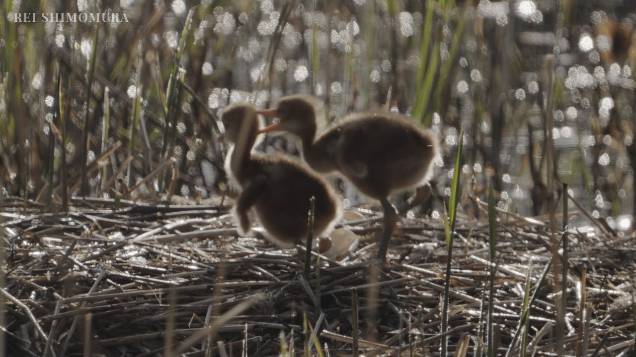 Second Chick Struggles with Life (sibling aggression) | Sony FX6 - YouTube