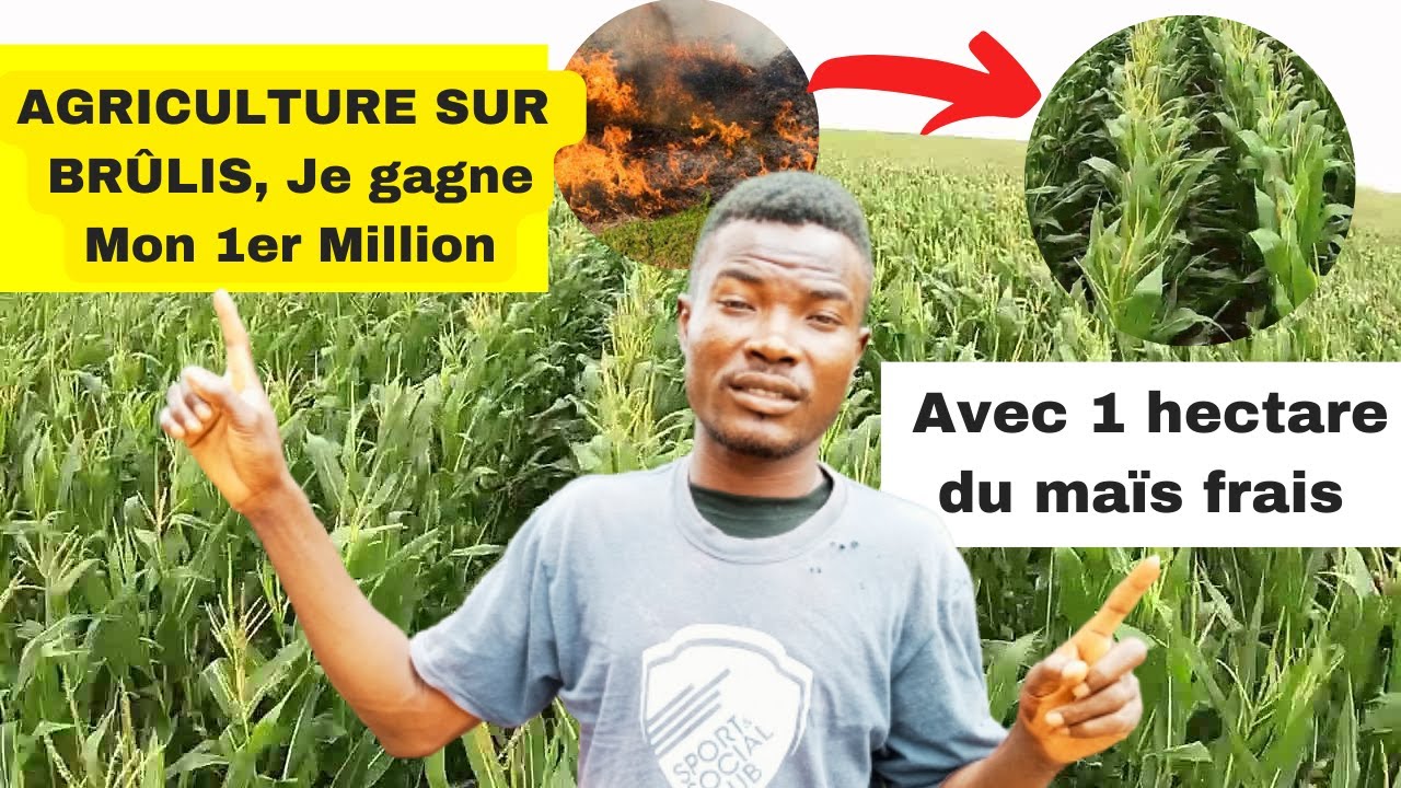 Agriculture sur brûlis, gagner au moins 1 Million avec un hectare du ...
