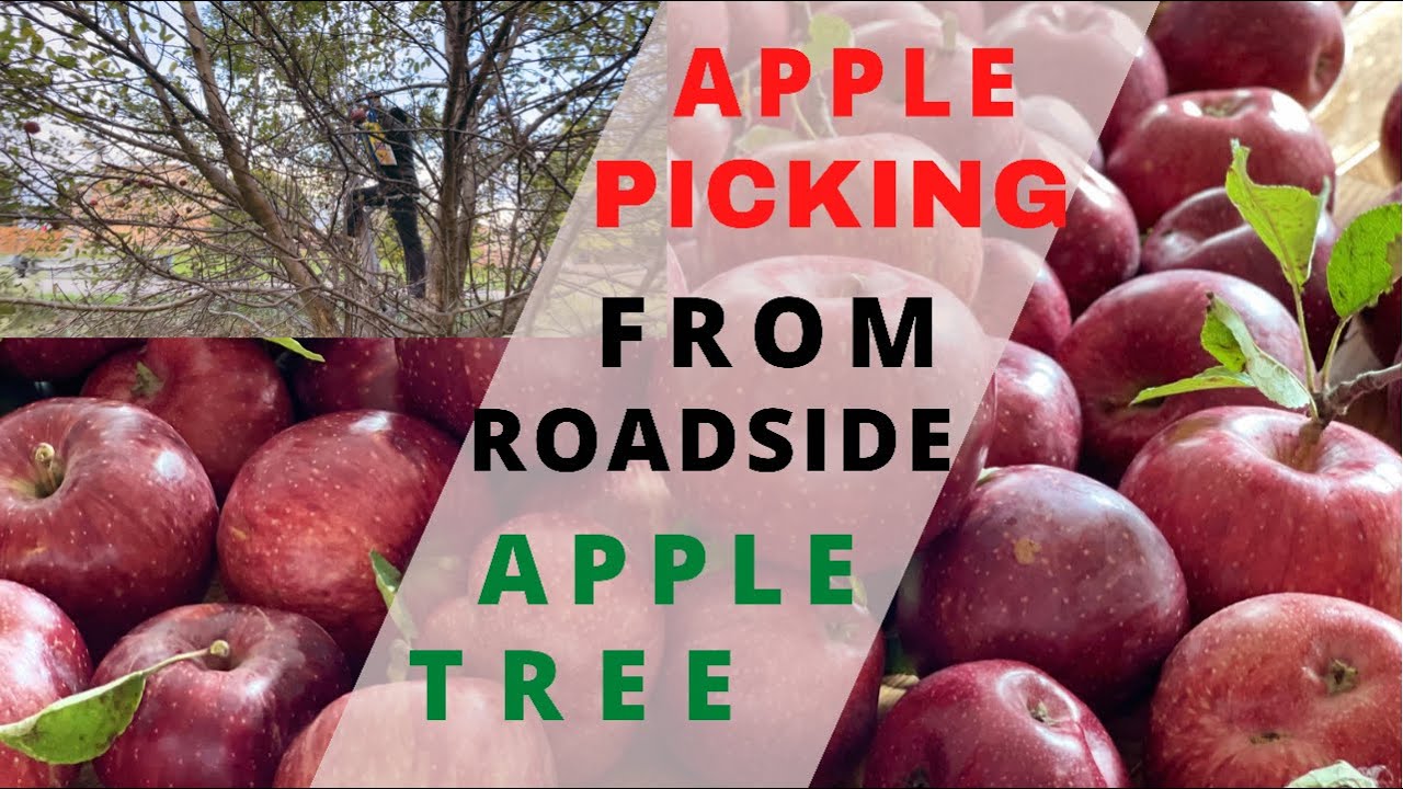 Apple 🍎 Picking From A Roadside Tree|| Apple Trees Of Canada 🍁 || Apple ...