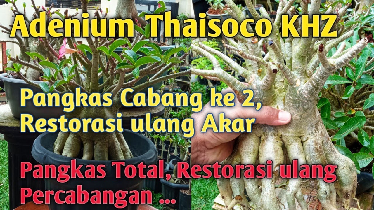 Ide Restorasi Dan Merapikan Cabang Dan Akar Gurita Adenium Youtube