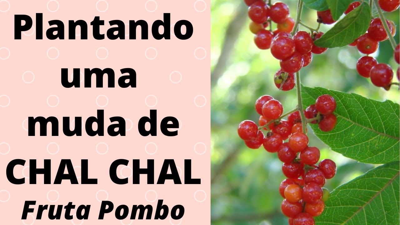 Chal Chal - Fruta Pombo - YouTube