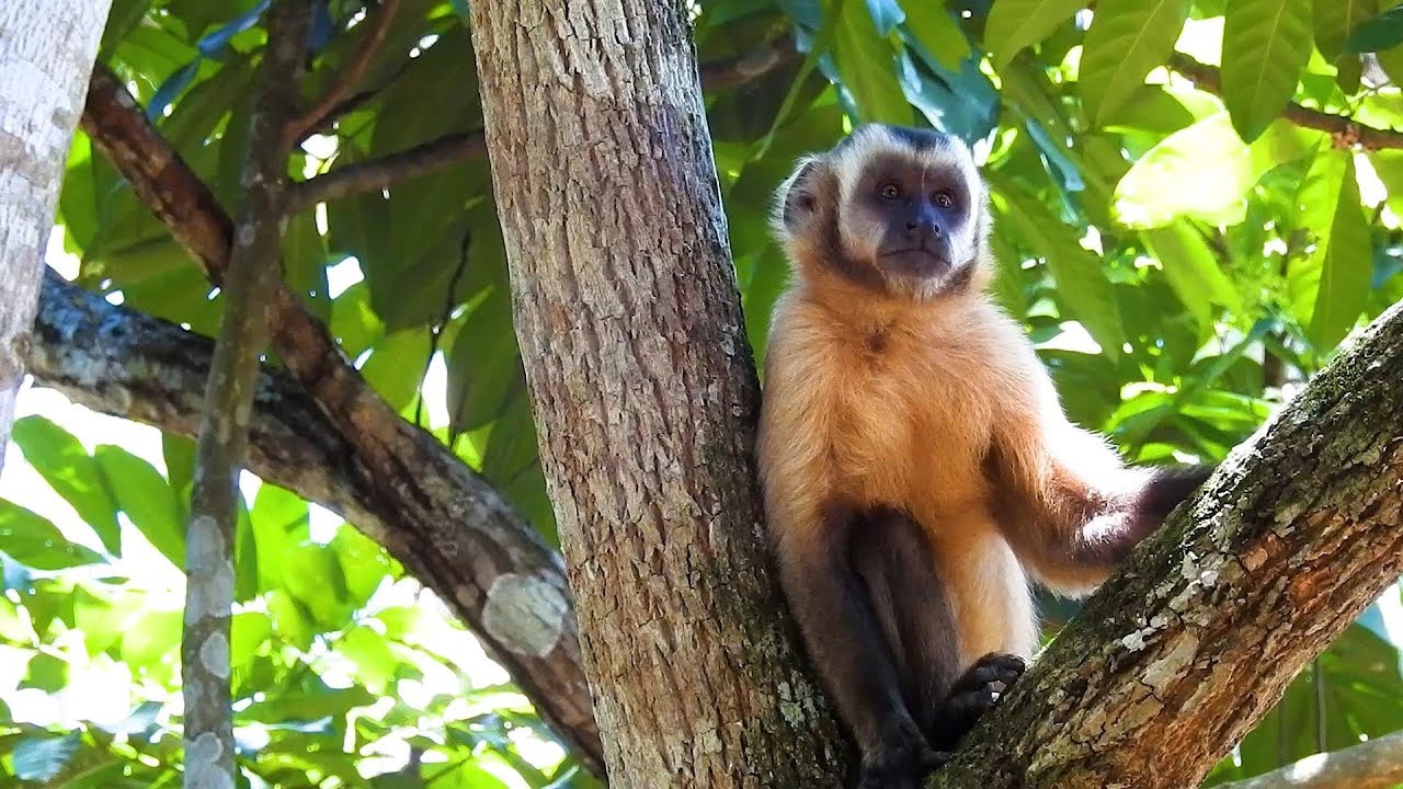MACACO-PREGO-AMARELO e suas trilhas arbóreas (SAPAJUS LIBIDINOSUS ...