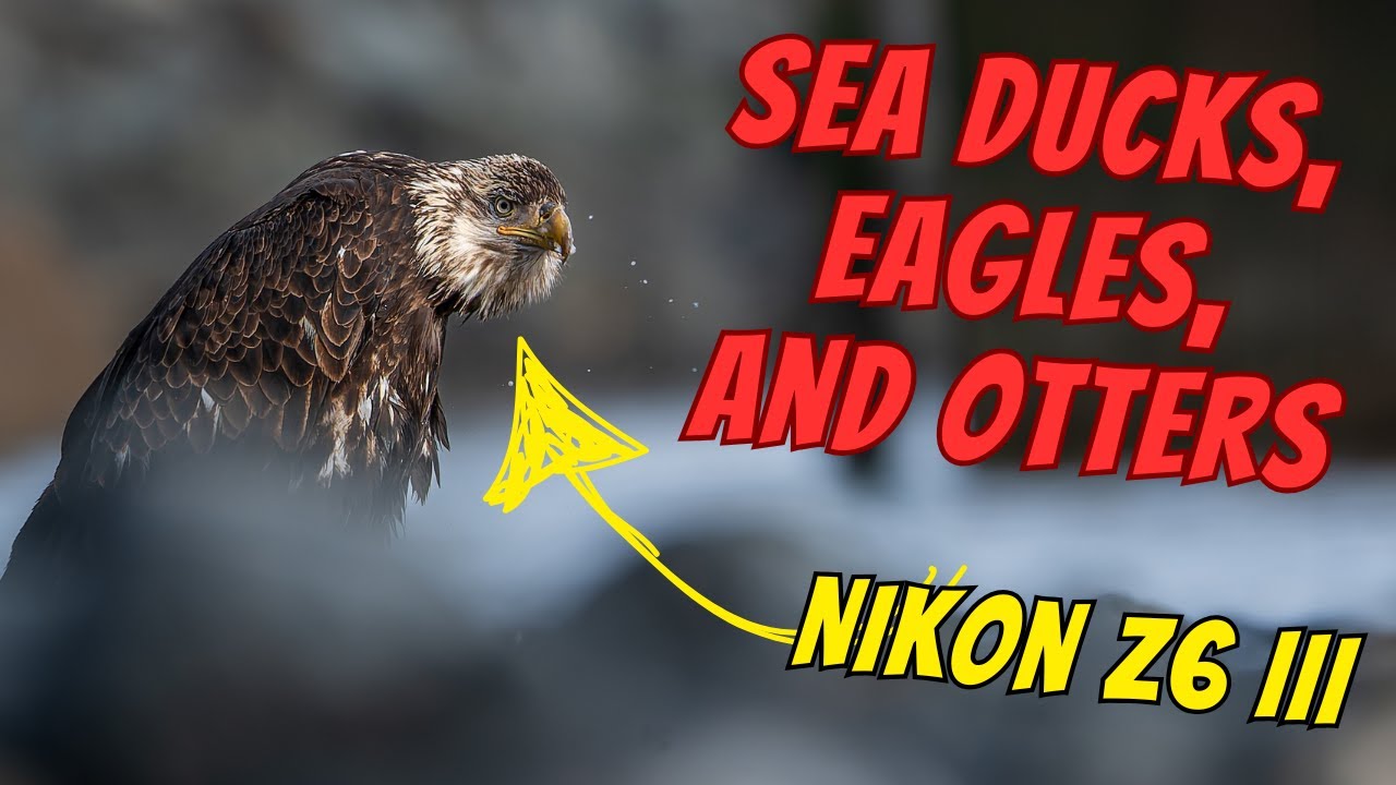 Tackling Tough Light: Photographing Sea Ducks, Eagles, & Otters - YouTube