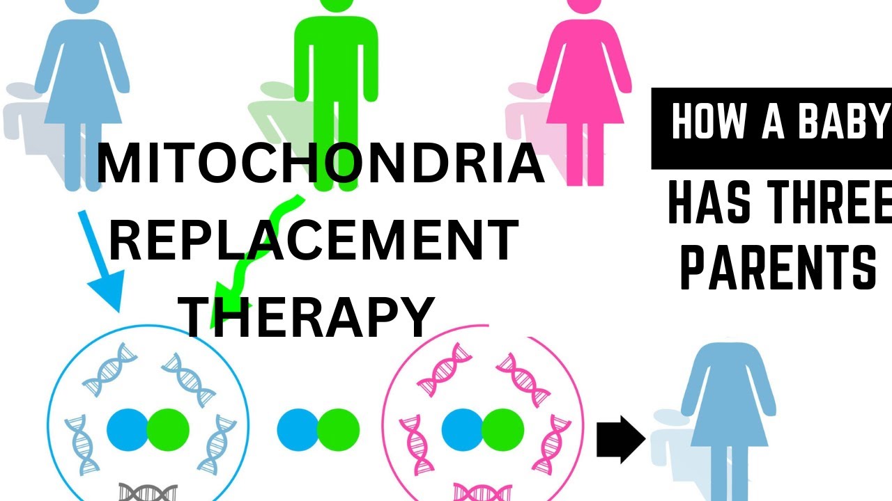 EXPLAINING:- MITOCHODRIA REPLACEMENT THERAPY (how a baby has three ...