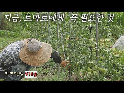 [6월-4] 비오는 날 감자 캐고, 엄청나게 수확한 과일들을 알뜰하게 저장해요  / 지금 토마토에게 꼭  필요한 영양소는?
