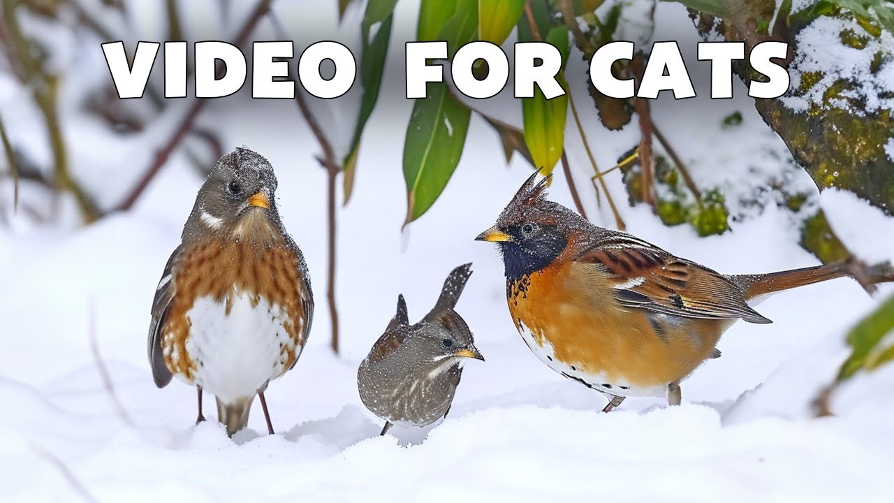 Video for Cats to Watch Birds Participate in the Program Flying Around ...