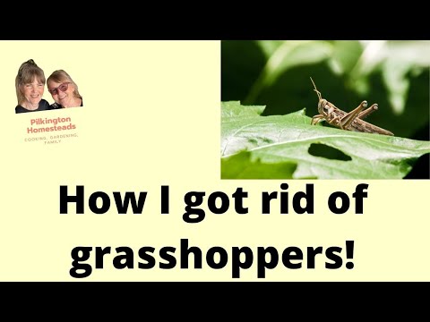 How To Get Rid Of Locusts In Florida
