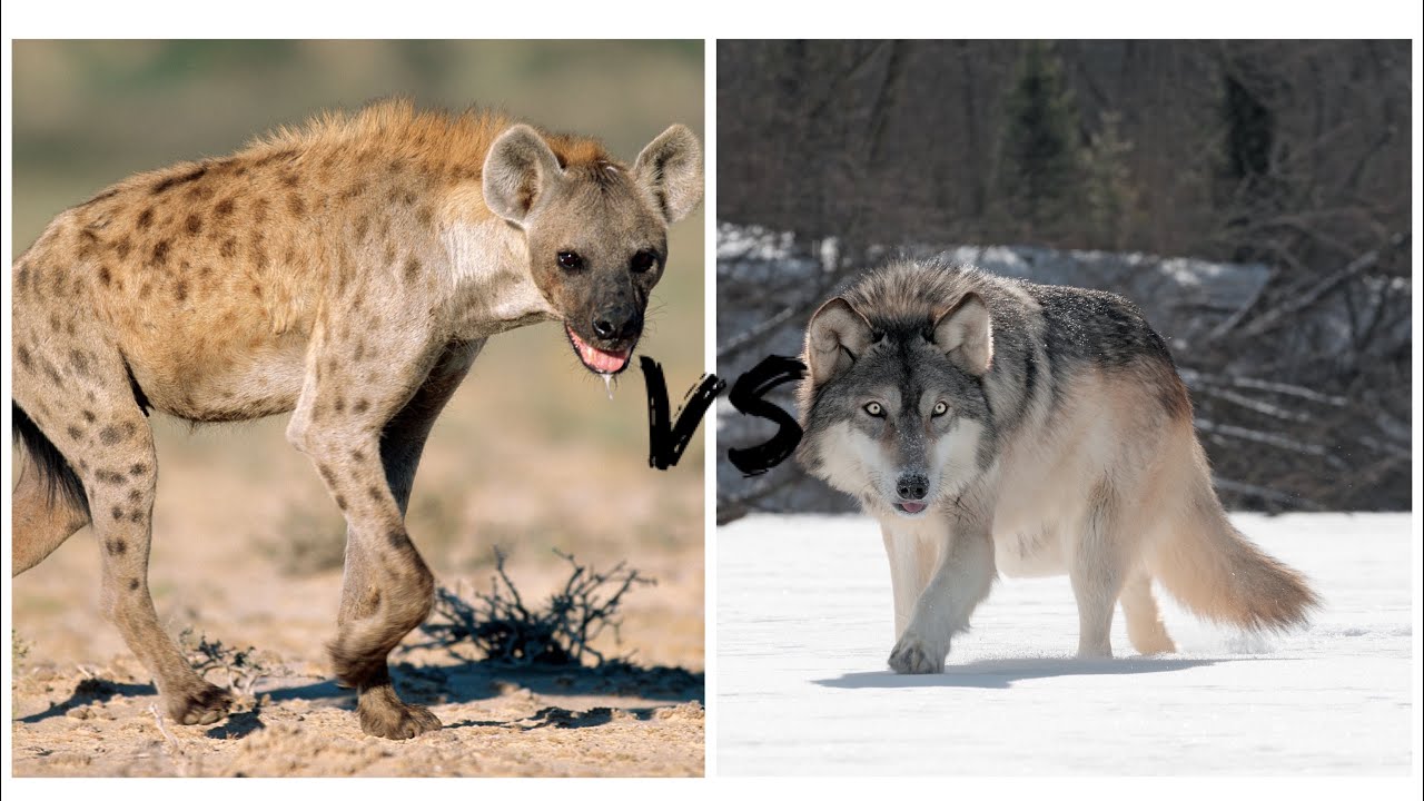 Hyenas vs Wolf! The Ultimate Showdown. - YouTube