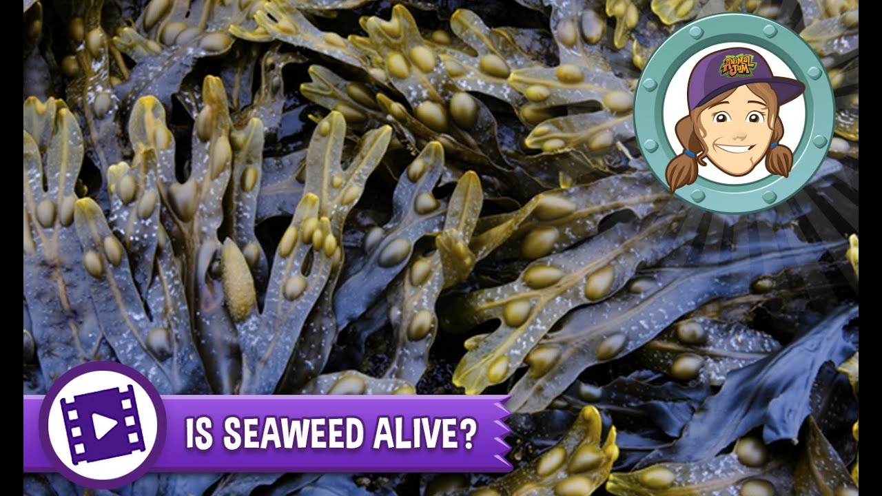 Ask Tierney - Is seaweed alive? - YouTube