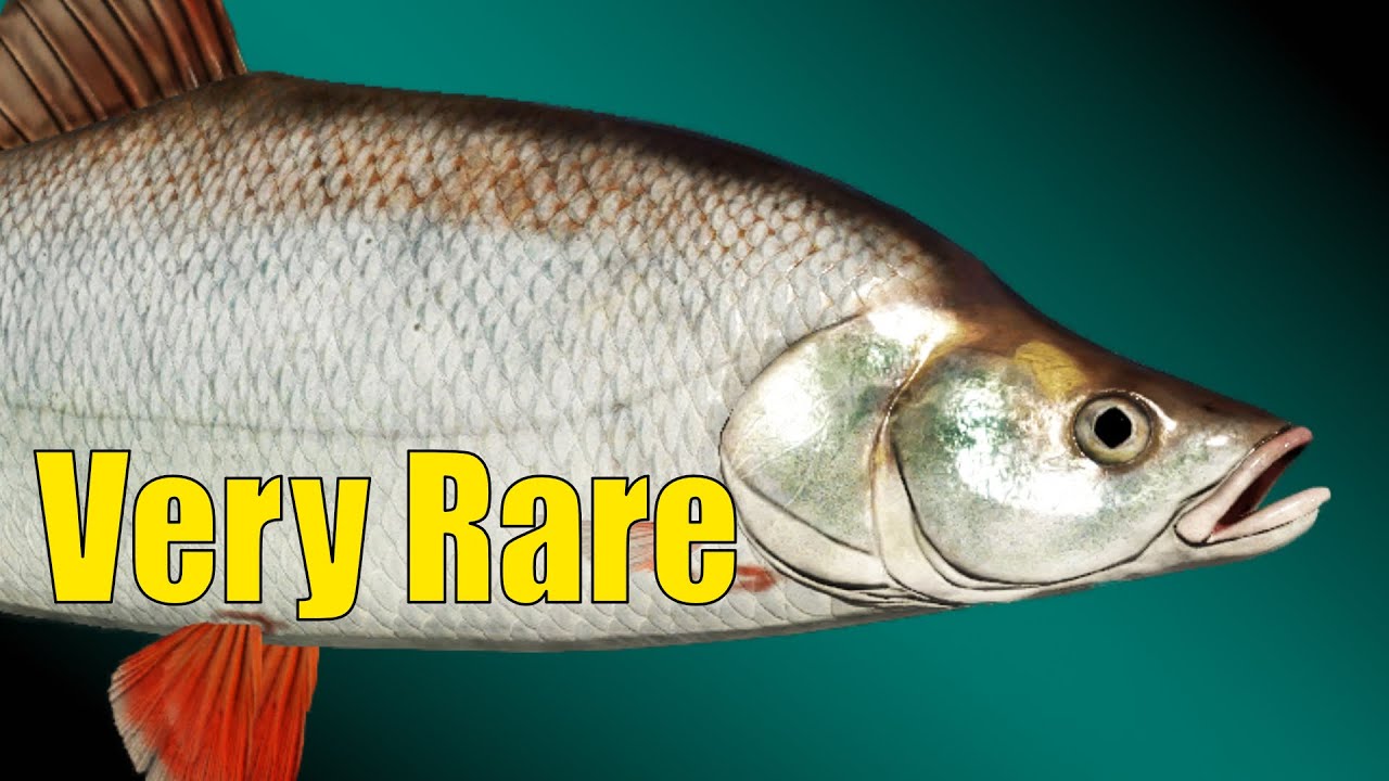 Russian Fishing 4 - Yama River - Catching Mongolian Redfin - YouTube