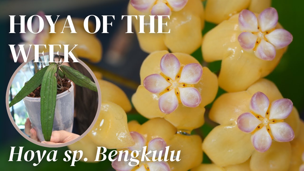 This Indonesian species is one of the most amazing Hoyas | Hoya of the ...