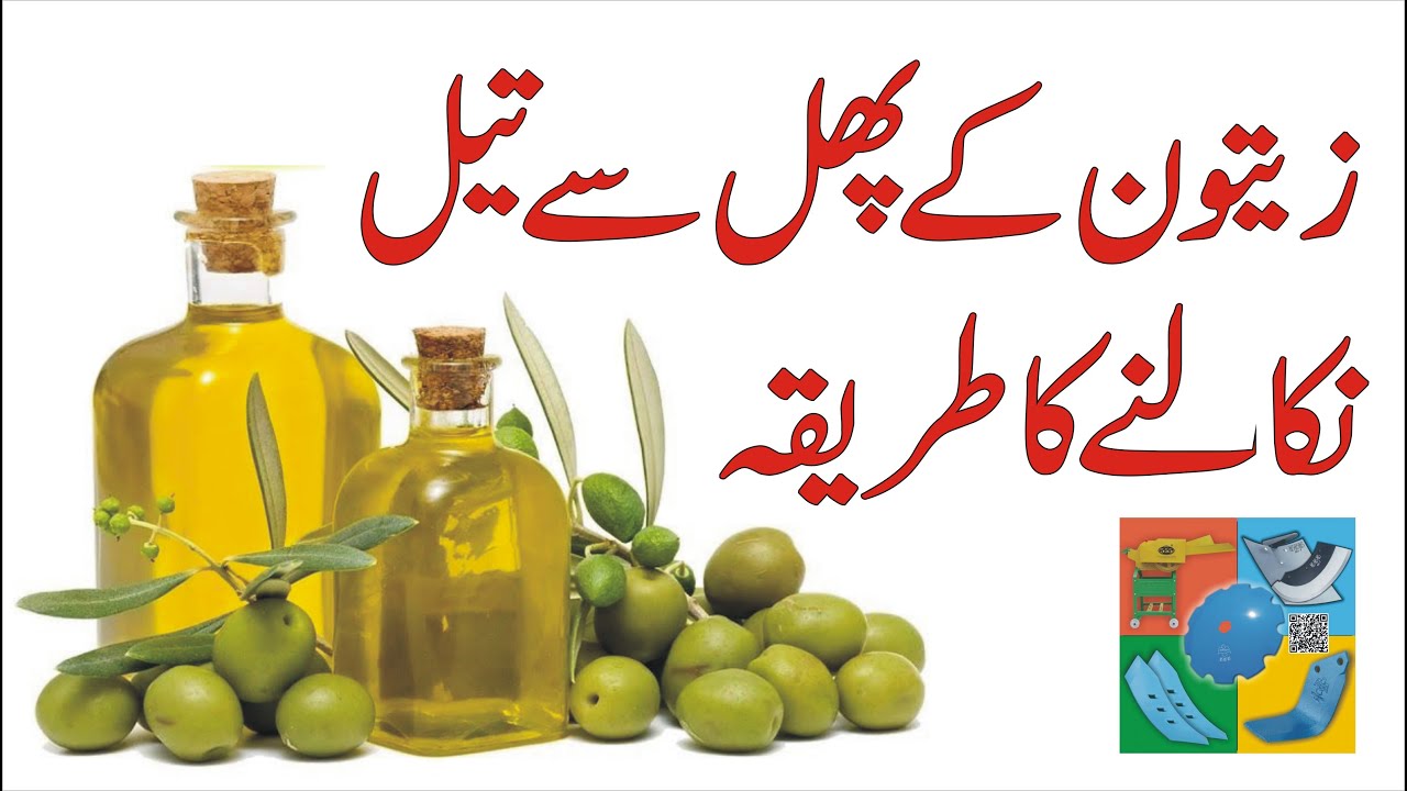 Olive Oil Process _ Zaitoon Oil - YouTube