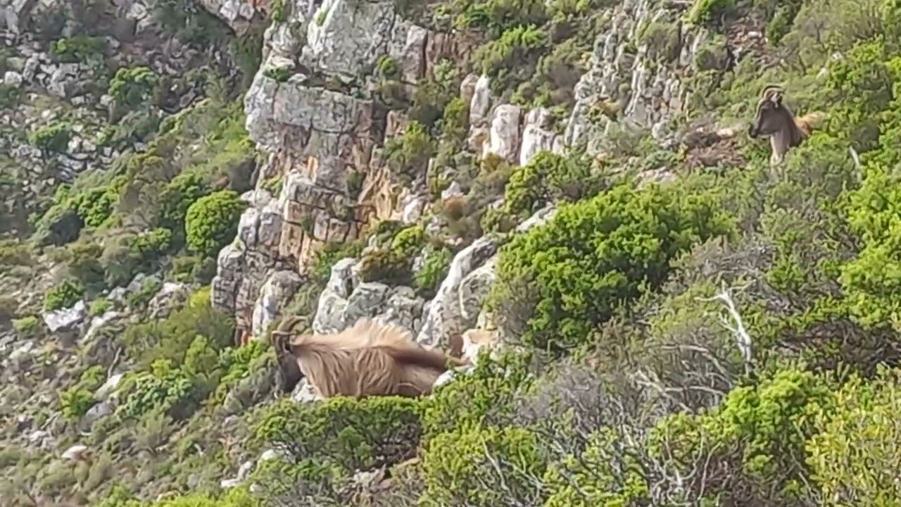 Table Mountain Animals - Himalayan Tahrs above Llandudno - YouTube