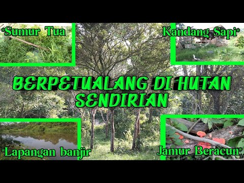BERPETUALANG DIHUTAN❗ADA APA SAJA DISANA⁉️ no edit no sensor