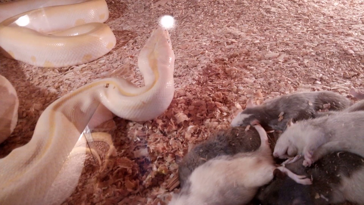 Python eating a rat - YouTube