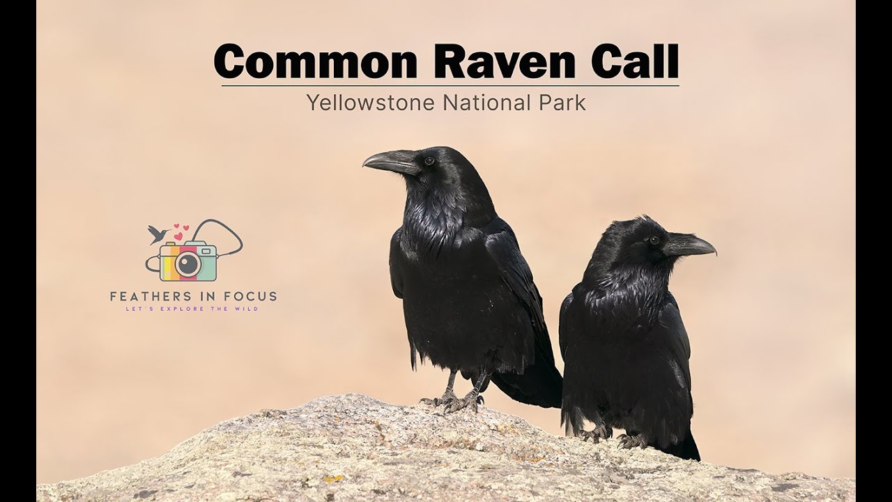 Raven Call II Calling II Yellowstone Park Birdlife - YouTube