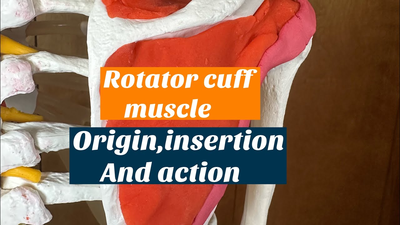 ROTATOR CUFF MUSCLE, ORIGIN, INSERTION AND ACTION - YouTube