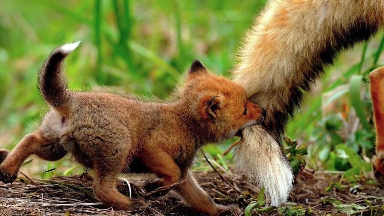 The Fox without a tail - YouTube