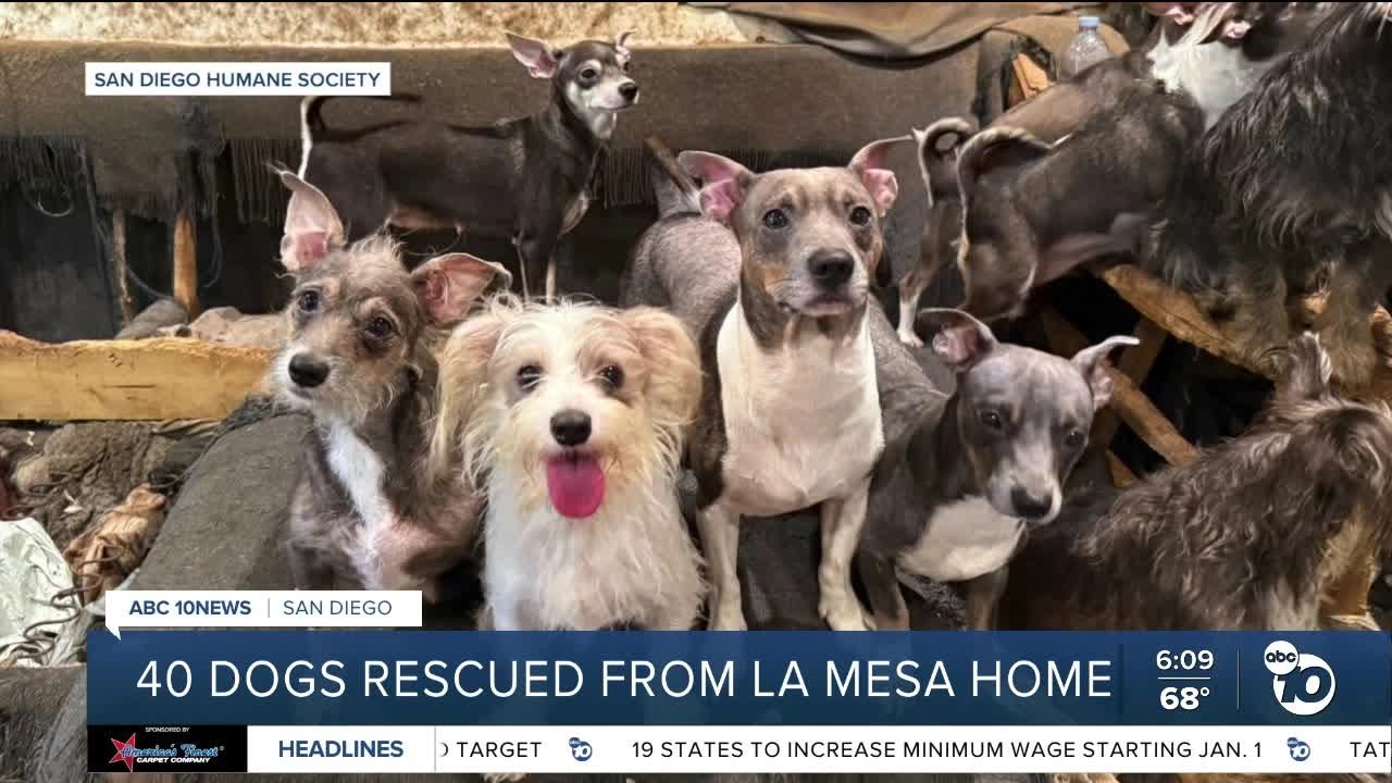 40 dogs rescued from La Mesa home - YouTube